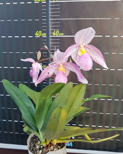 Орхидея Paph. Philippinense × Delenatii - купить, доставка Украина